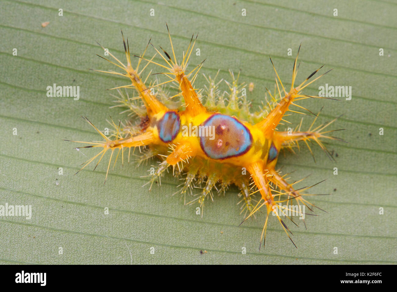 Nettle Caterpillar (Setothosea sp Stock Photo - Alamy