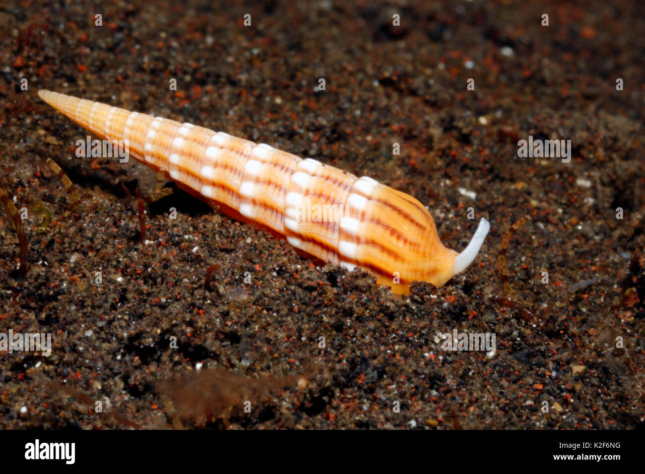 Auger snail hi-res stock photography and images - Alamy