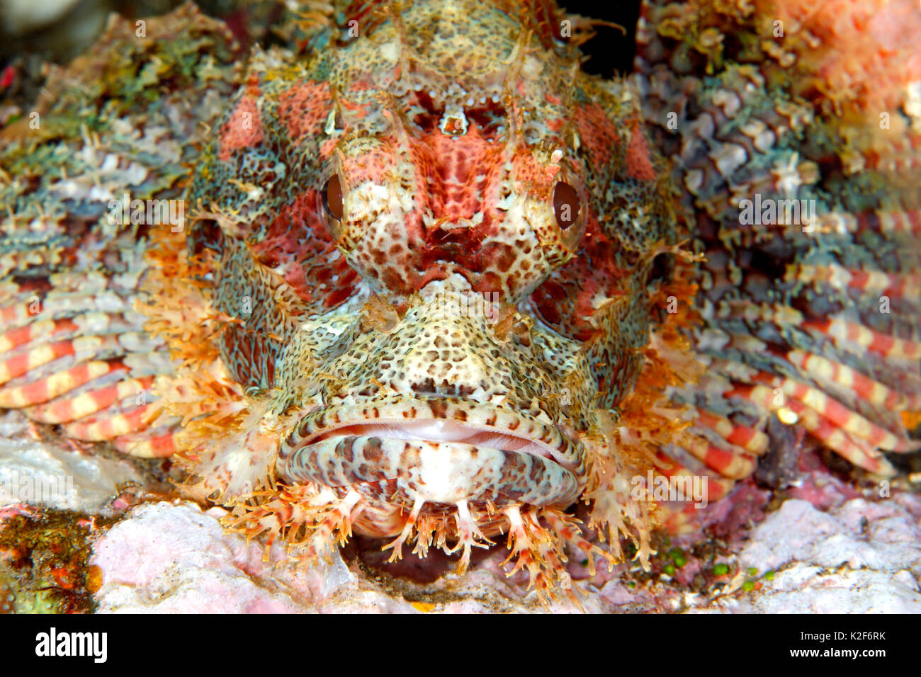 Tasseled Scorpionfish, also known as Small Scaled Scorpionfish ...