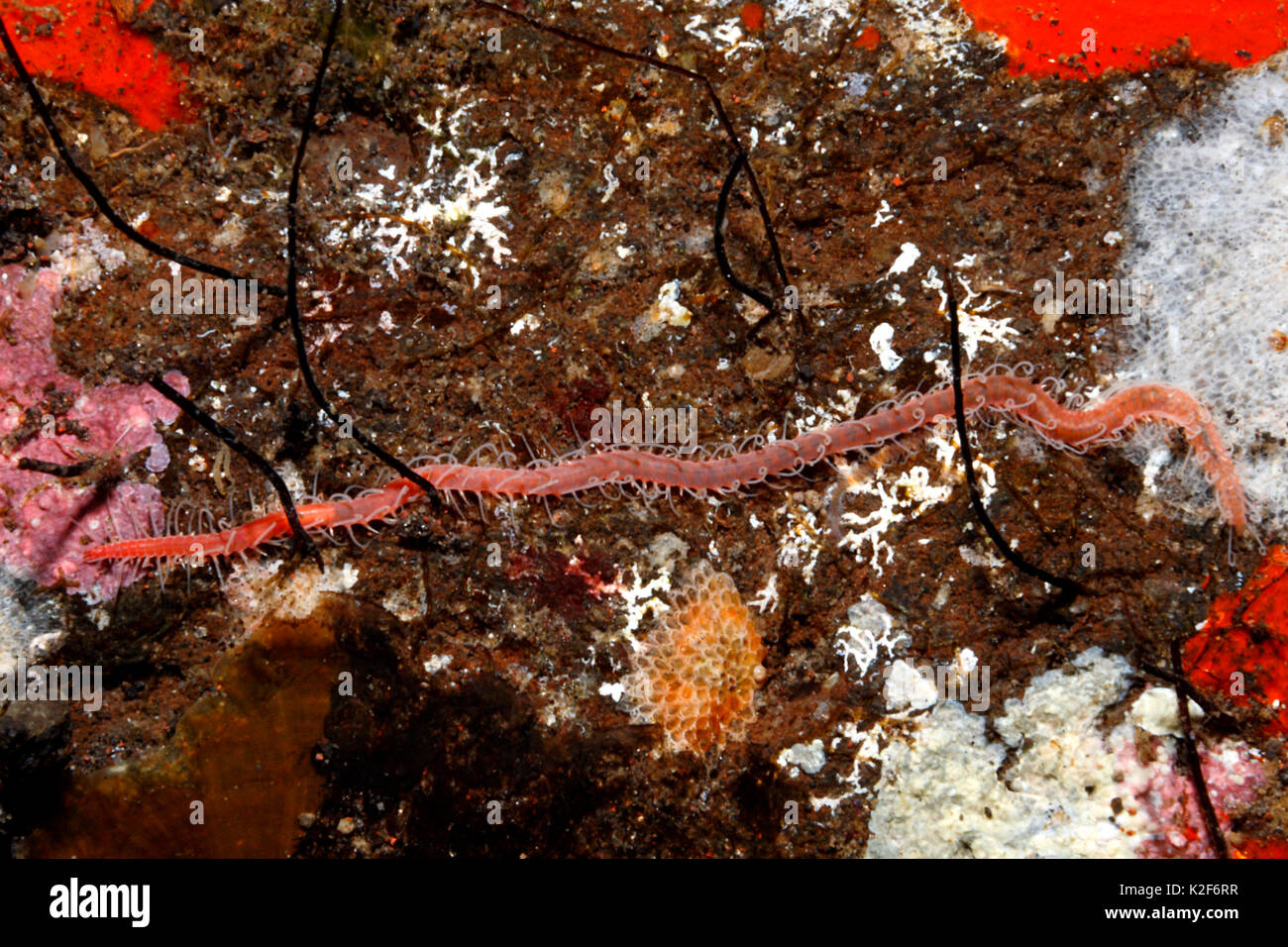 Syllid worm hi-res stock photography and images - Alamy