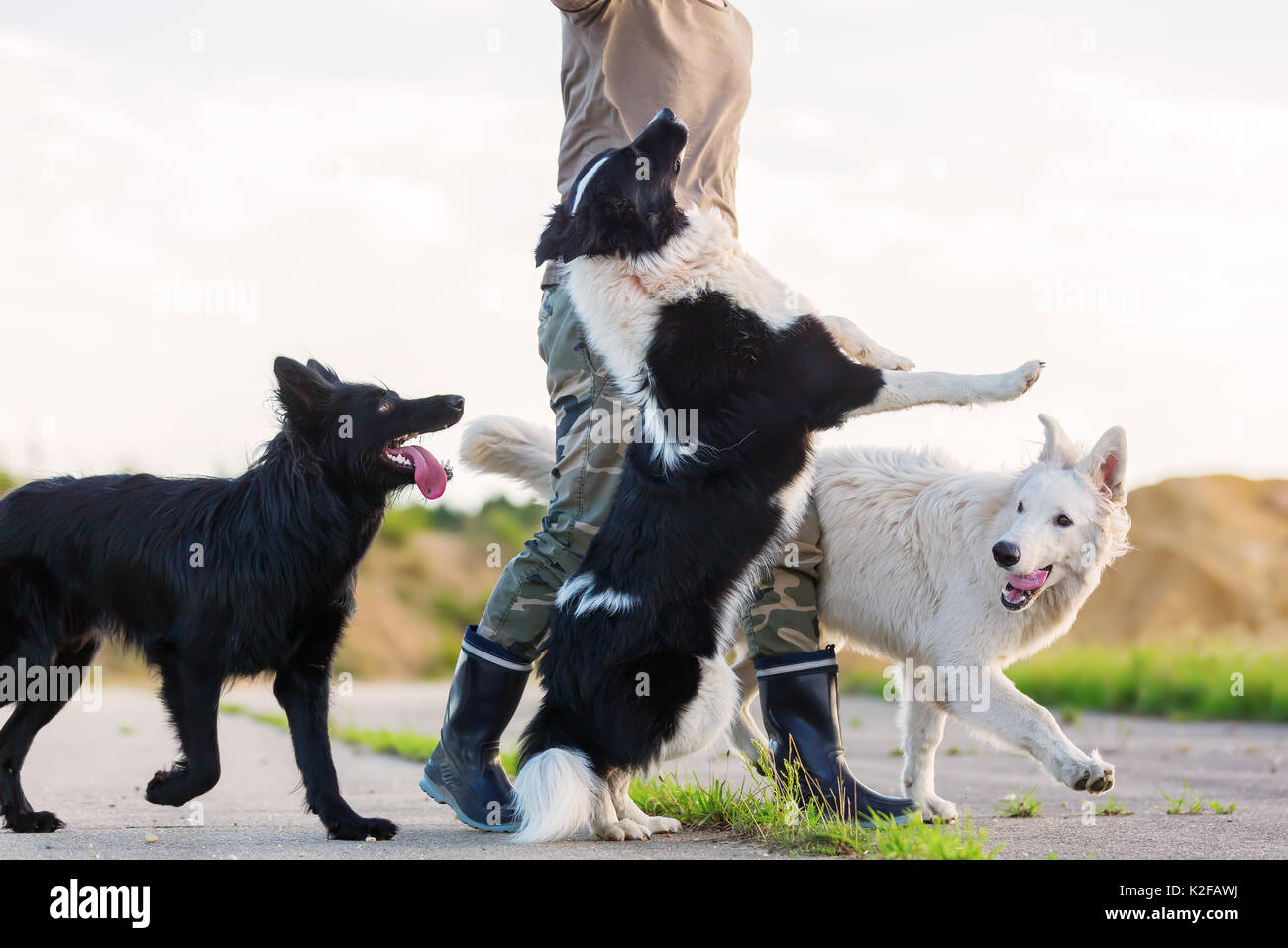 picture of a young man who plays with three dogs outdoor Stock Photo ...