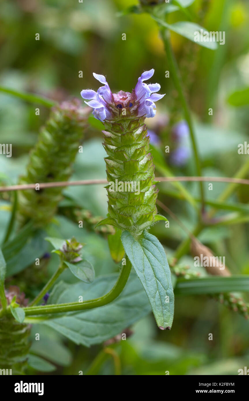 Prunella vulgaris leaf hi-res stock photography and images - Alamy