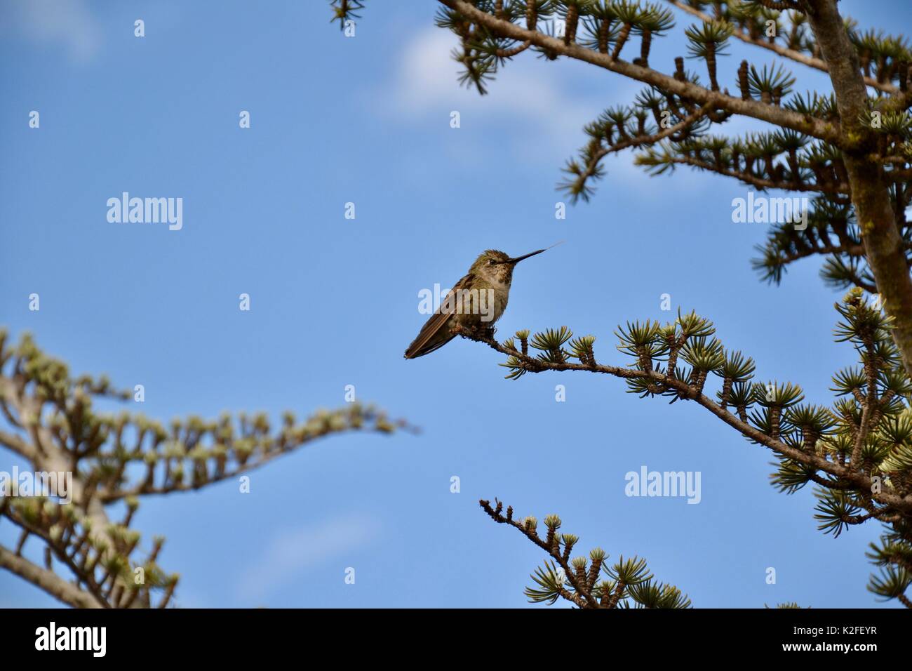 Hummingbird and nature hi-res stock photography and images - Alamy