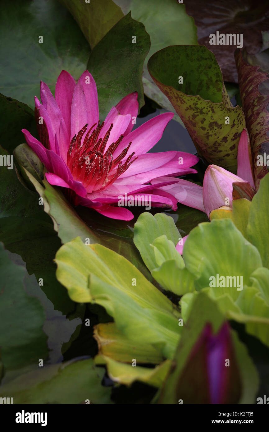 Bright pink lily pads hi-res stock photography and images - Alamy