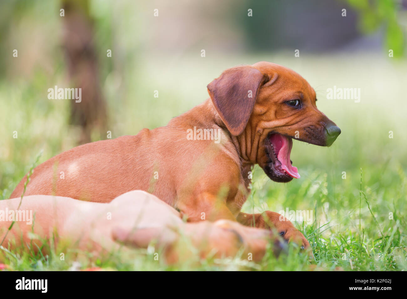 Rhodesian ridgeback puppies hi-res stock photography and images - Alamy
