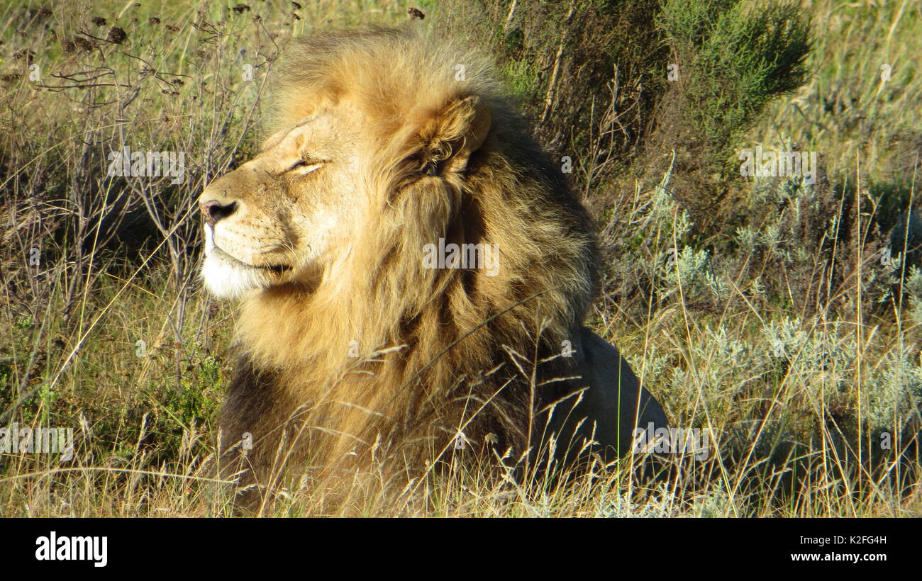 Male Lion chilling in the african morning sun, South Africa Stock Photo ...