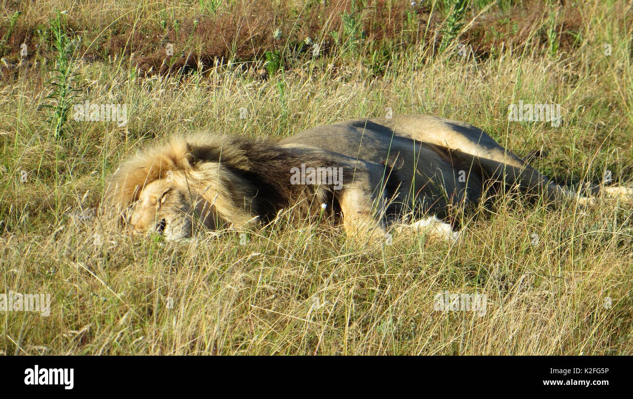 Male Lion sleeping in the african morning sun, South Africa Stock Photo ...