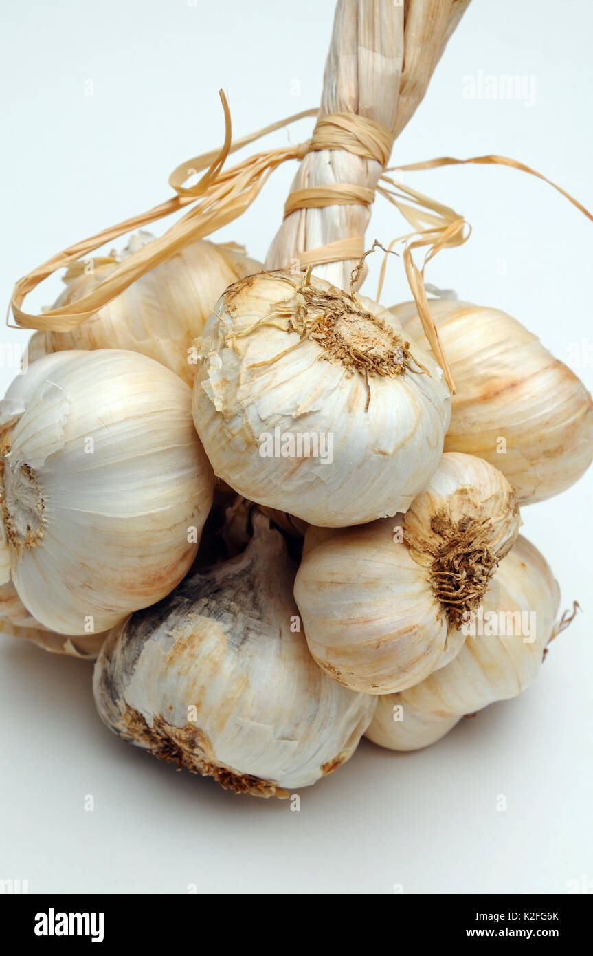 Solvent Wight garlic grappe against a plain background Stock Photo - Alamy