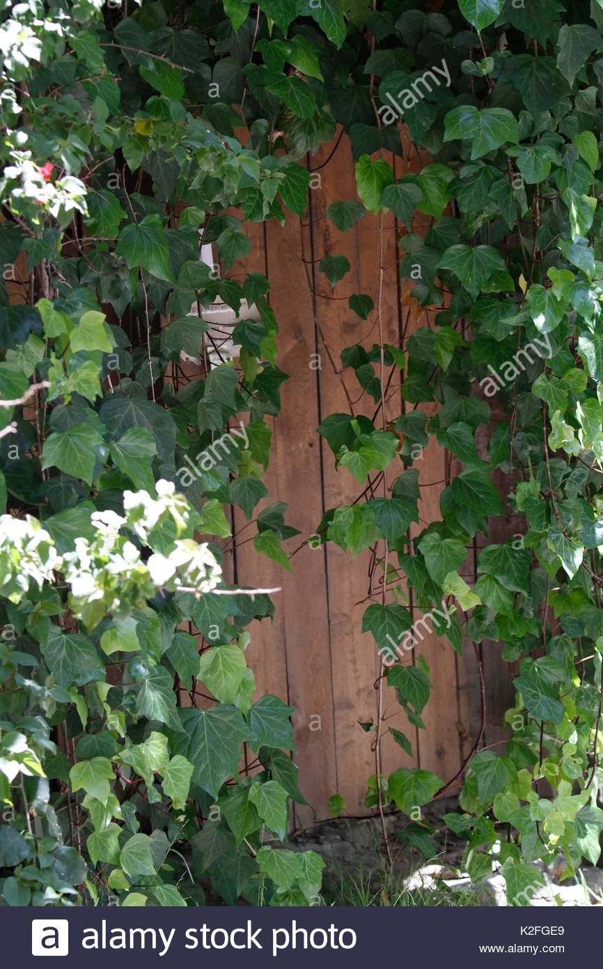 Yvette Vickers Former Home Iamnotastalker