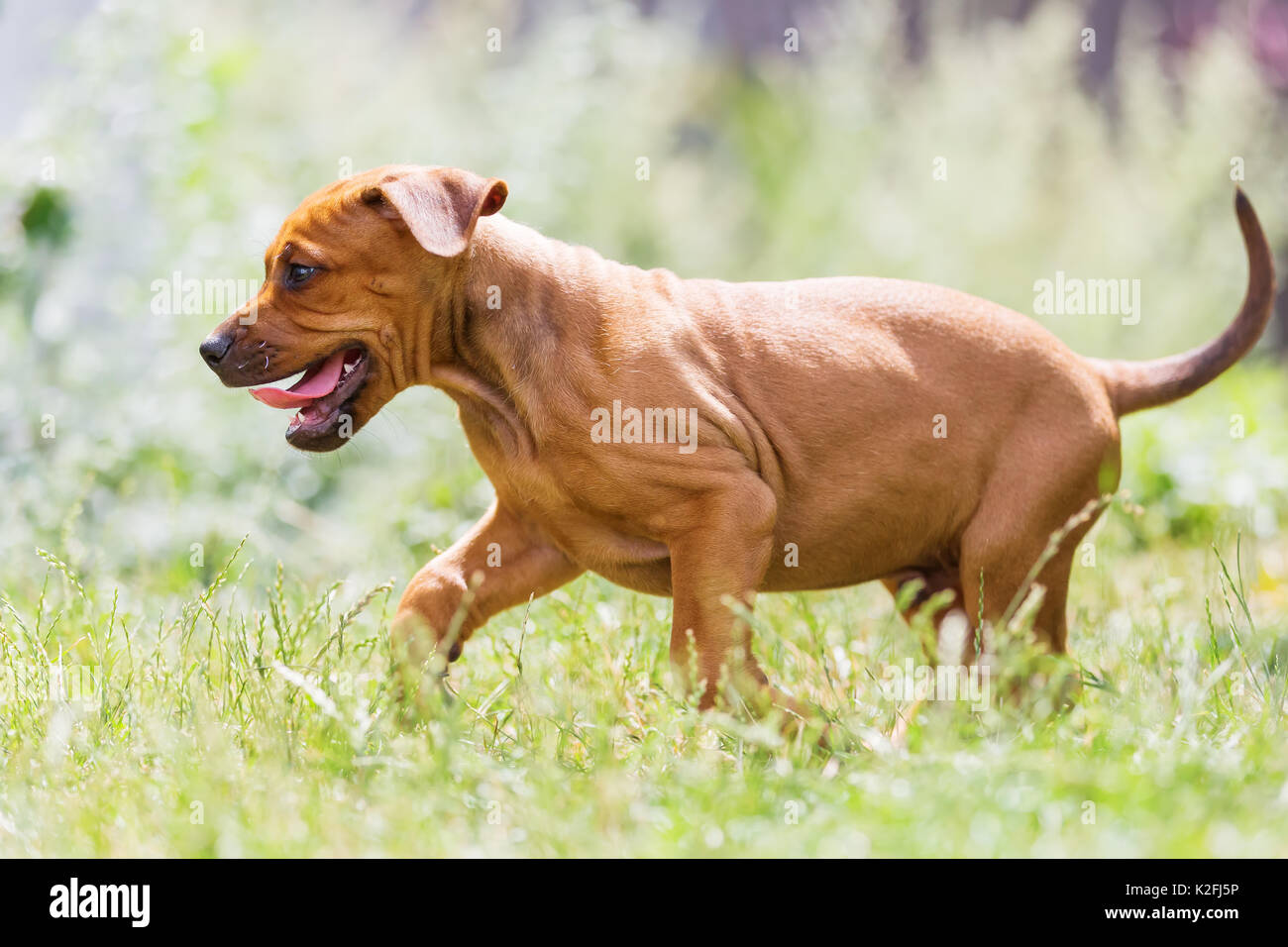 cute Rhodesian Ridgeback puppy walking on the meadow Stock Photo - Alamy
