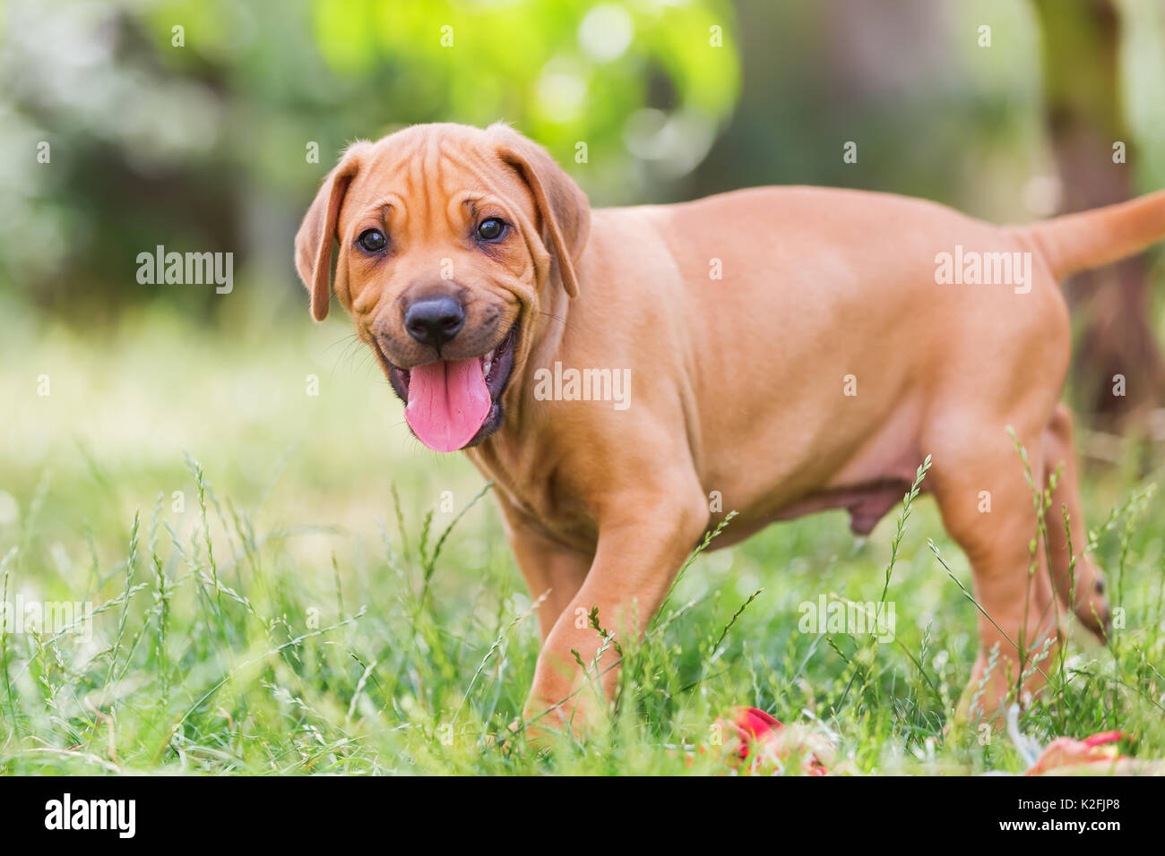portrait picture of a cute Rhodesian Ridgeback puppy Stock Photo - Alamy