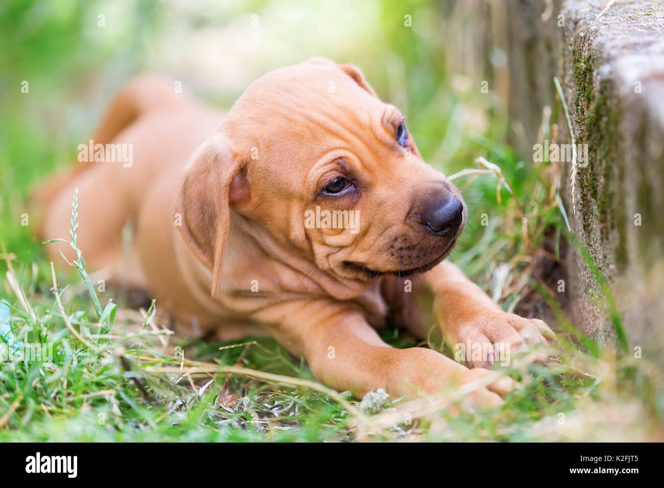 portrait picture of a cute Rhodesian Ridgeback puppy Stock Photo - Alamy