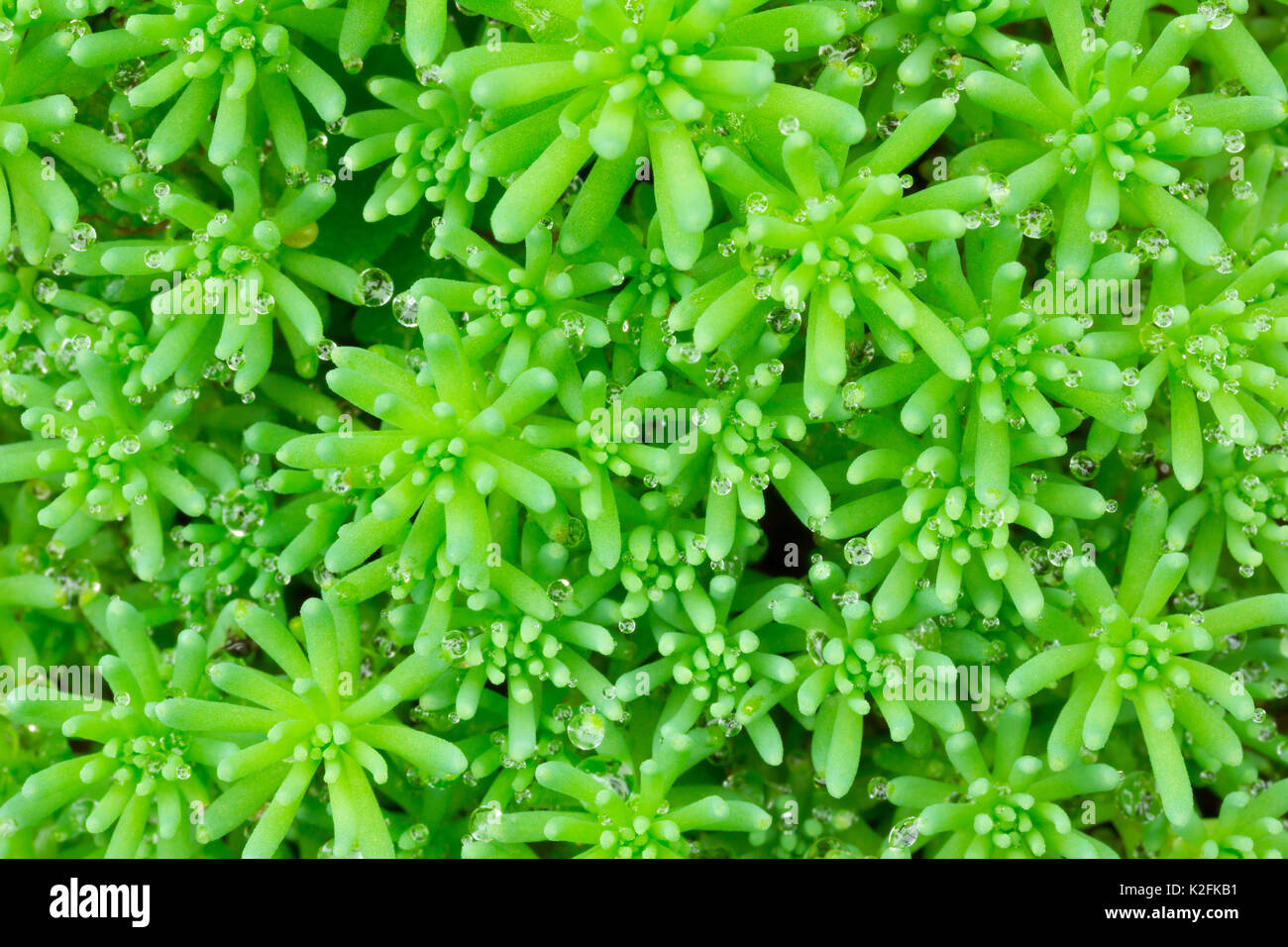 texture background of Sedum plants Spanish in drops of dew. close-up ...