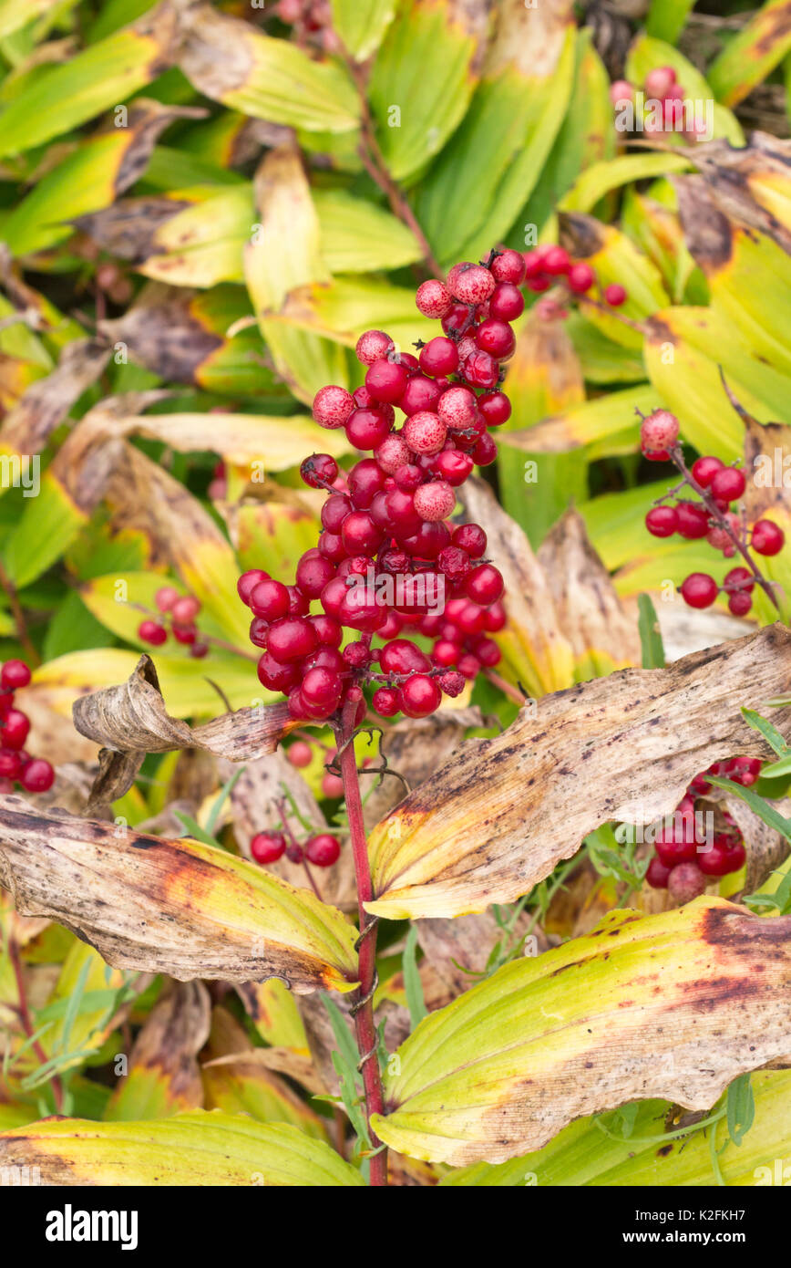 Smilacina racemosa hi-res stock photography and images - Alamy