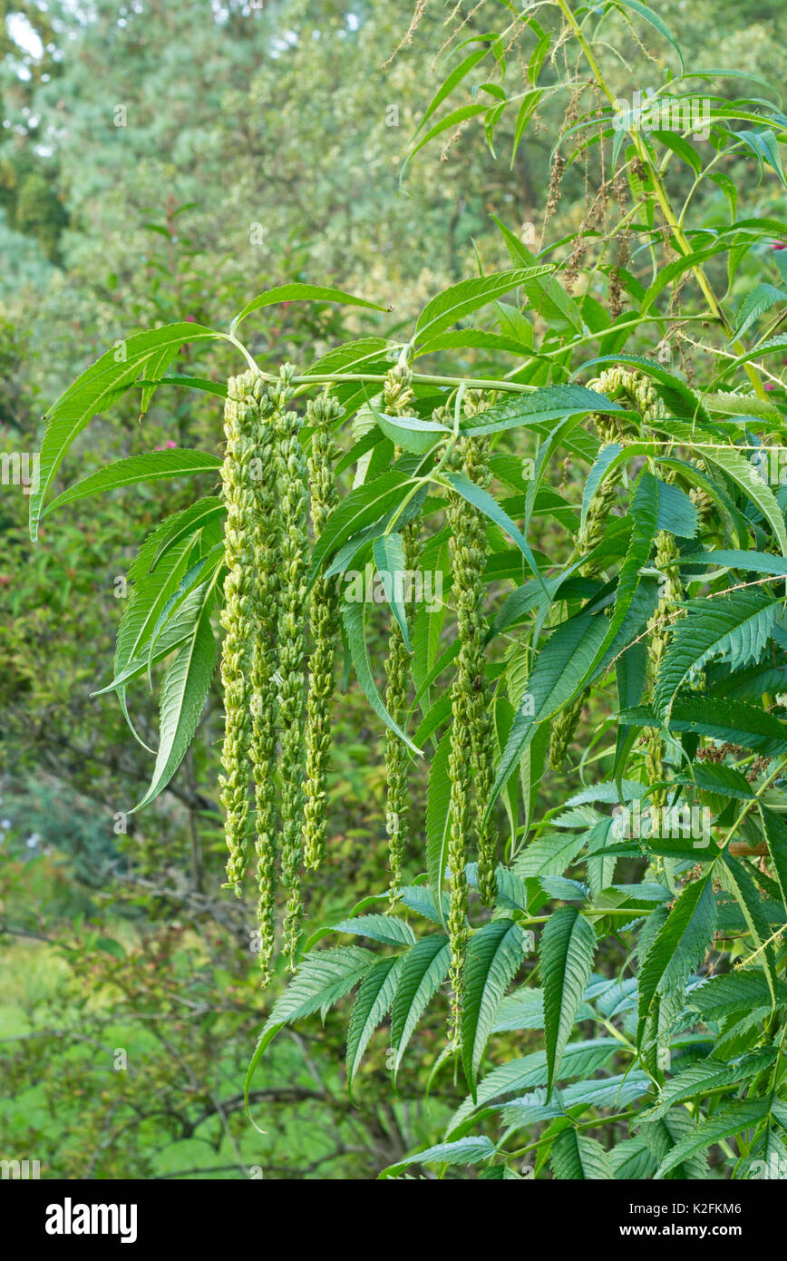 False fruit hi-res stock photography and images - Alamy