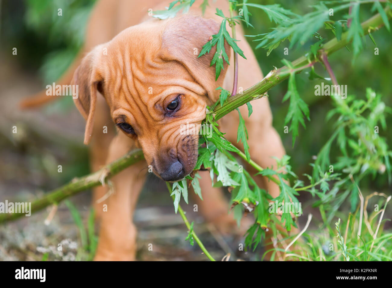 picture of a Rhodesian Ridgeback puppy who bites in a plant Stock Photo ...