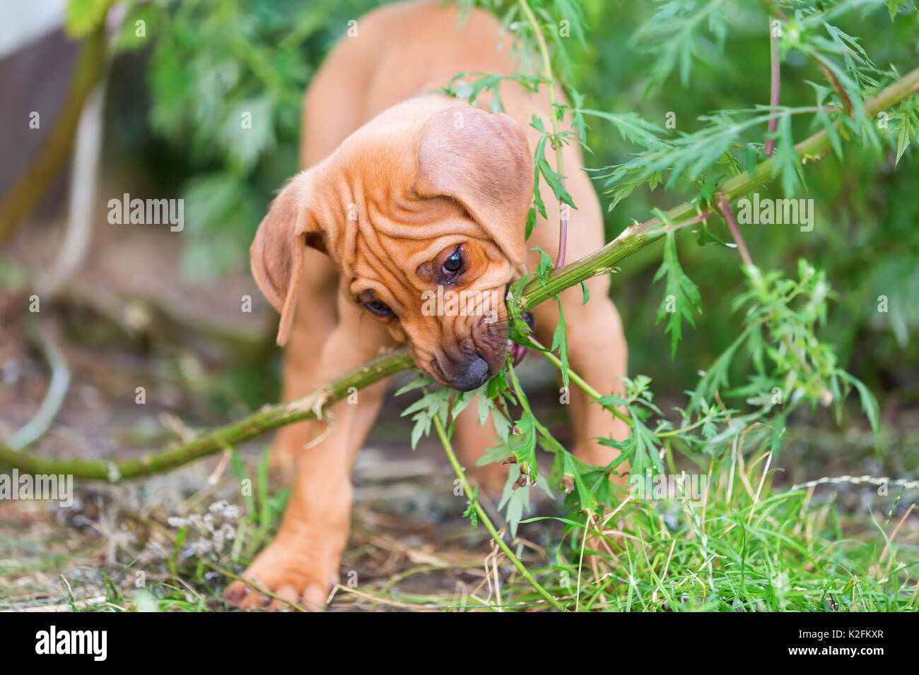 picture of a Rhodesian Ridgeback puppy who bites in a plant Stock Photo ...