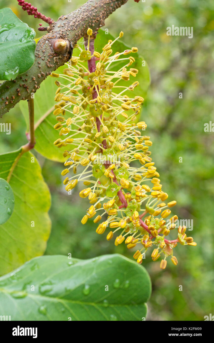 Carob tree (Ceratonia siliqua Stock Photo - Alamy