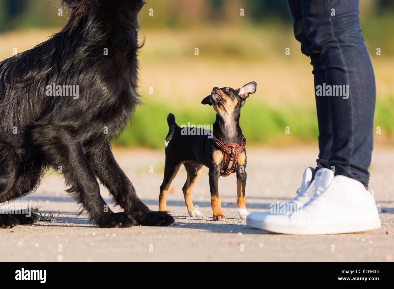 Dog Man Hybrid