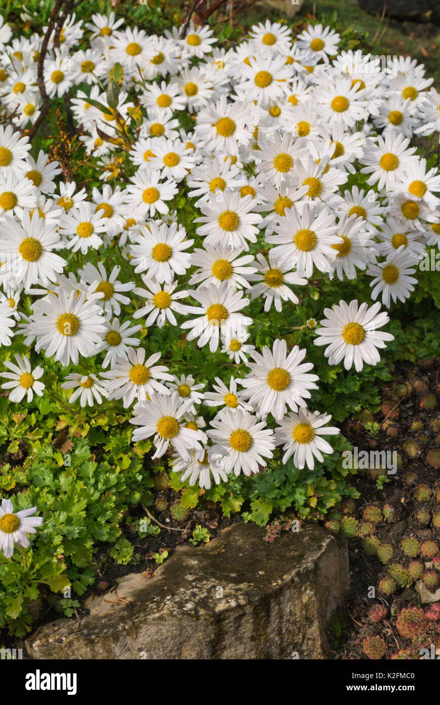 Arctic chrysanthemum (Arctanthemum arcticum syn. Chrysanthemum arcticum ...