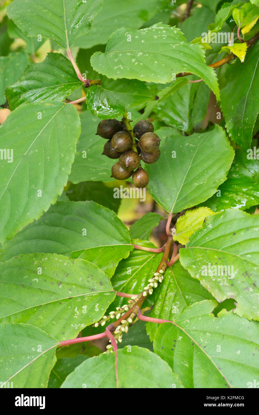 Stachyurus praecox hi-res stock photography and images - Alamy