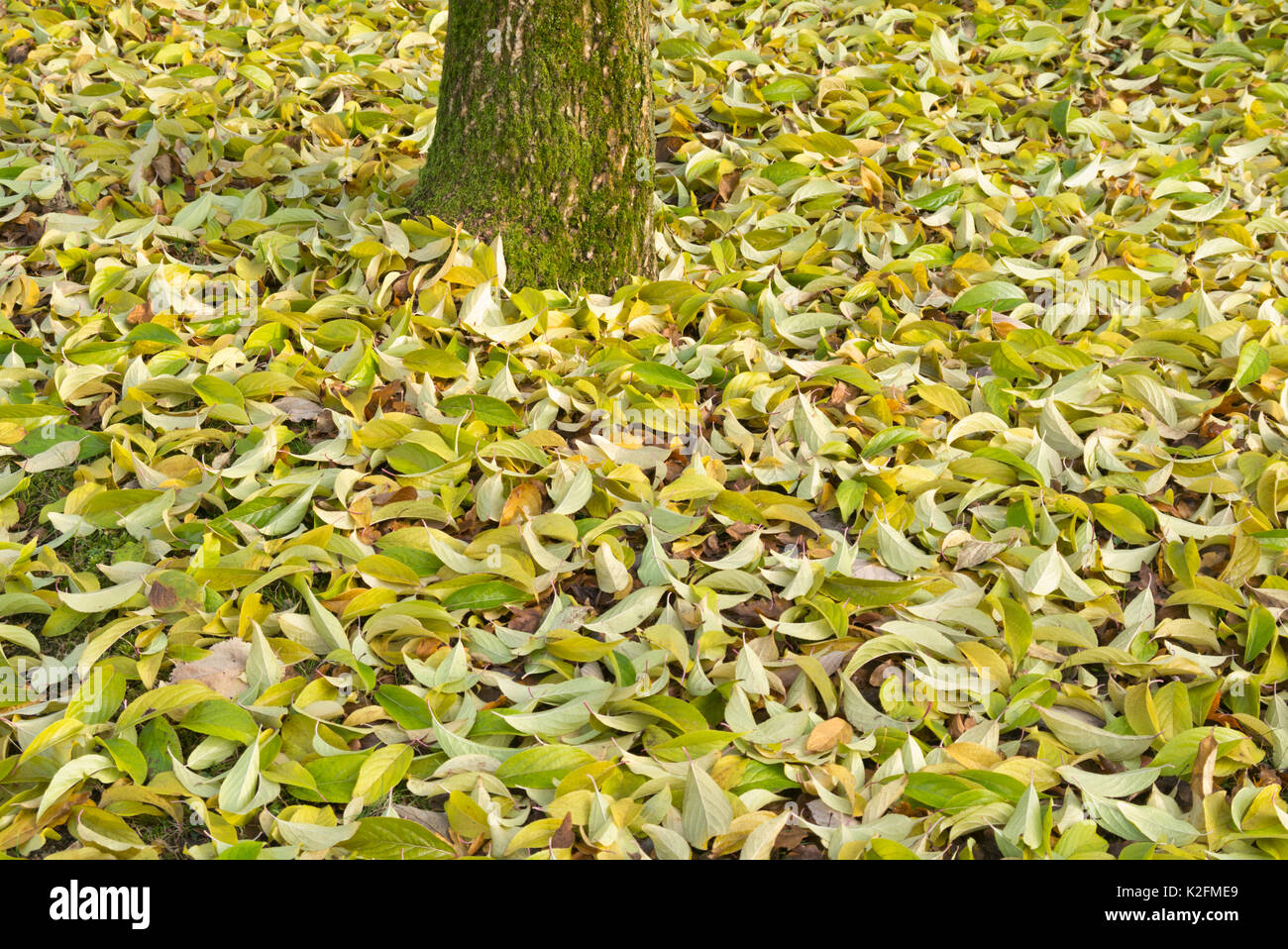 Eucommia trees hi-res stock photography and images - Alamy