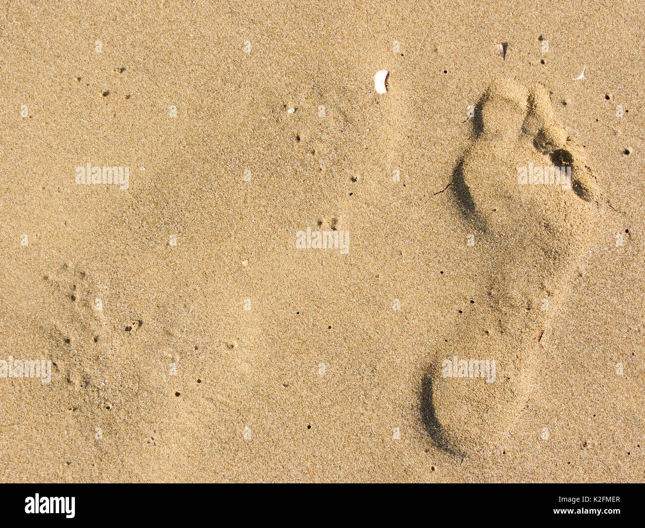 single footprint long the shoreline Stock Photo - Alamy