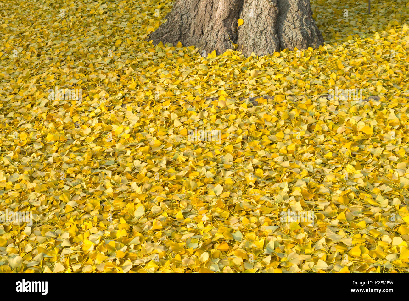 Ginkgo biloba tree trunk hi-res stock photography and images - Alamy