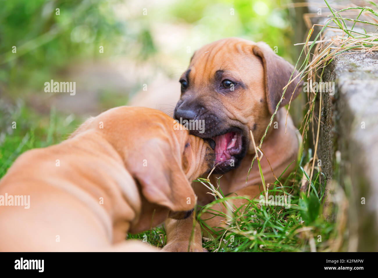 Romping together hi-res stock photography and images - Alamy