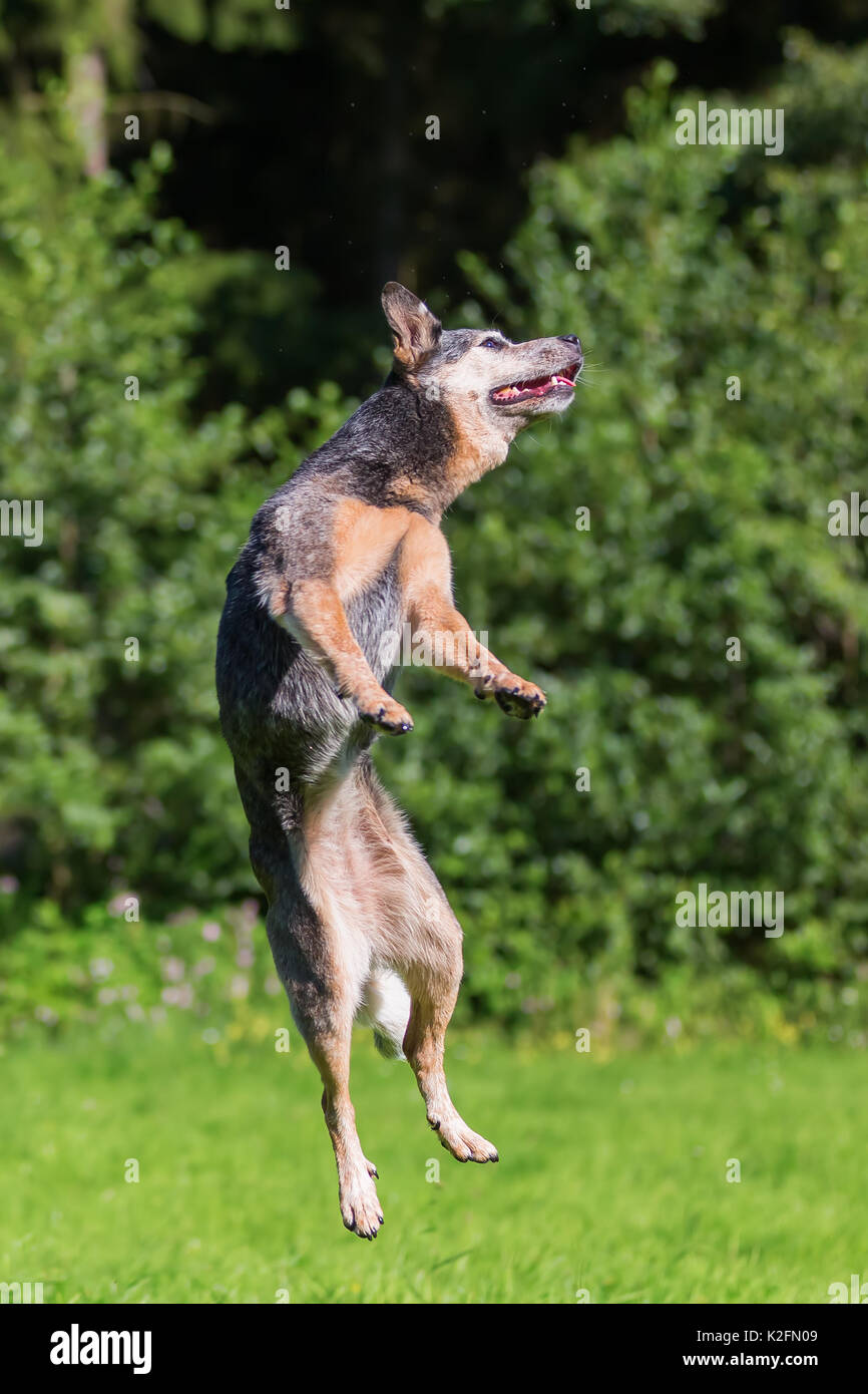 Australian cattledog hi-res stock photography and images - Alamy Australian cattledog hi-res stock photography and images - Alamy