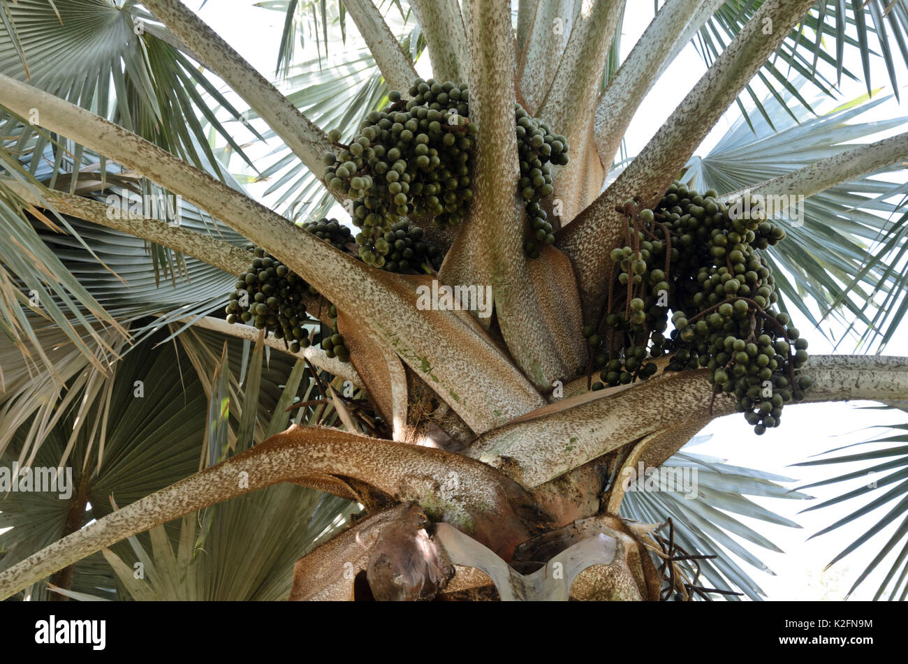 Bismarck palm (Bismarckia nobilis 'Silver' Stock Photo - Alamy