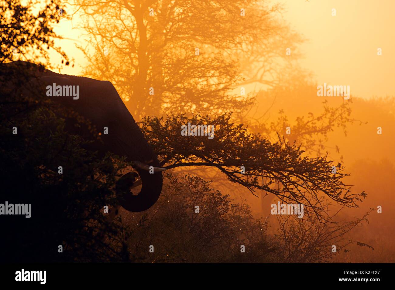 An elephant in the sunrise backlight; Timbavati reserve, part of the ...
