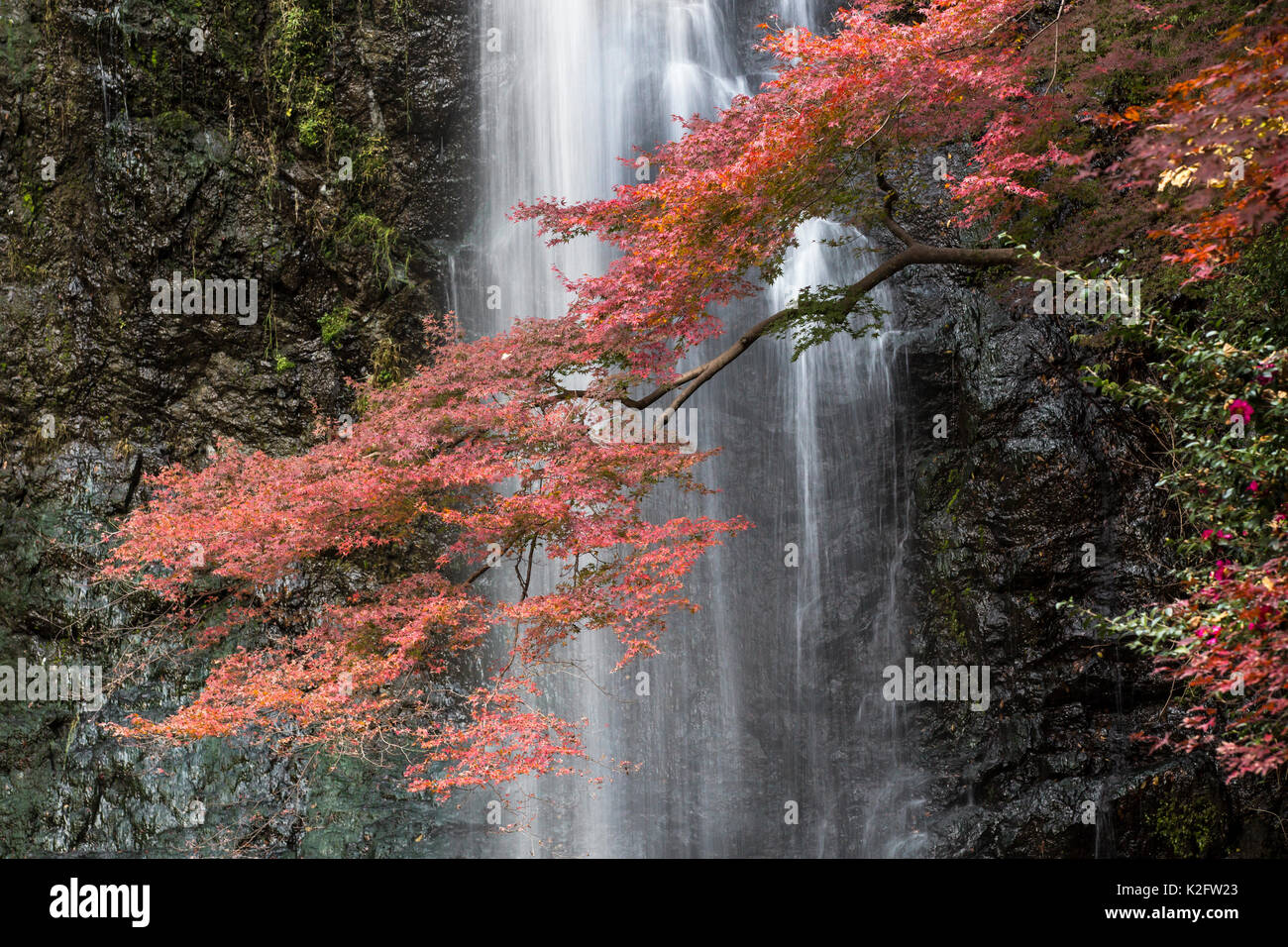 Minoo hi-res stock photography and images - Alamy