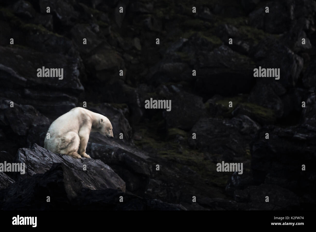 A picture of a stranded, dying bear at Carl XII Island on the north ...