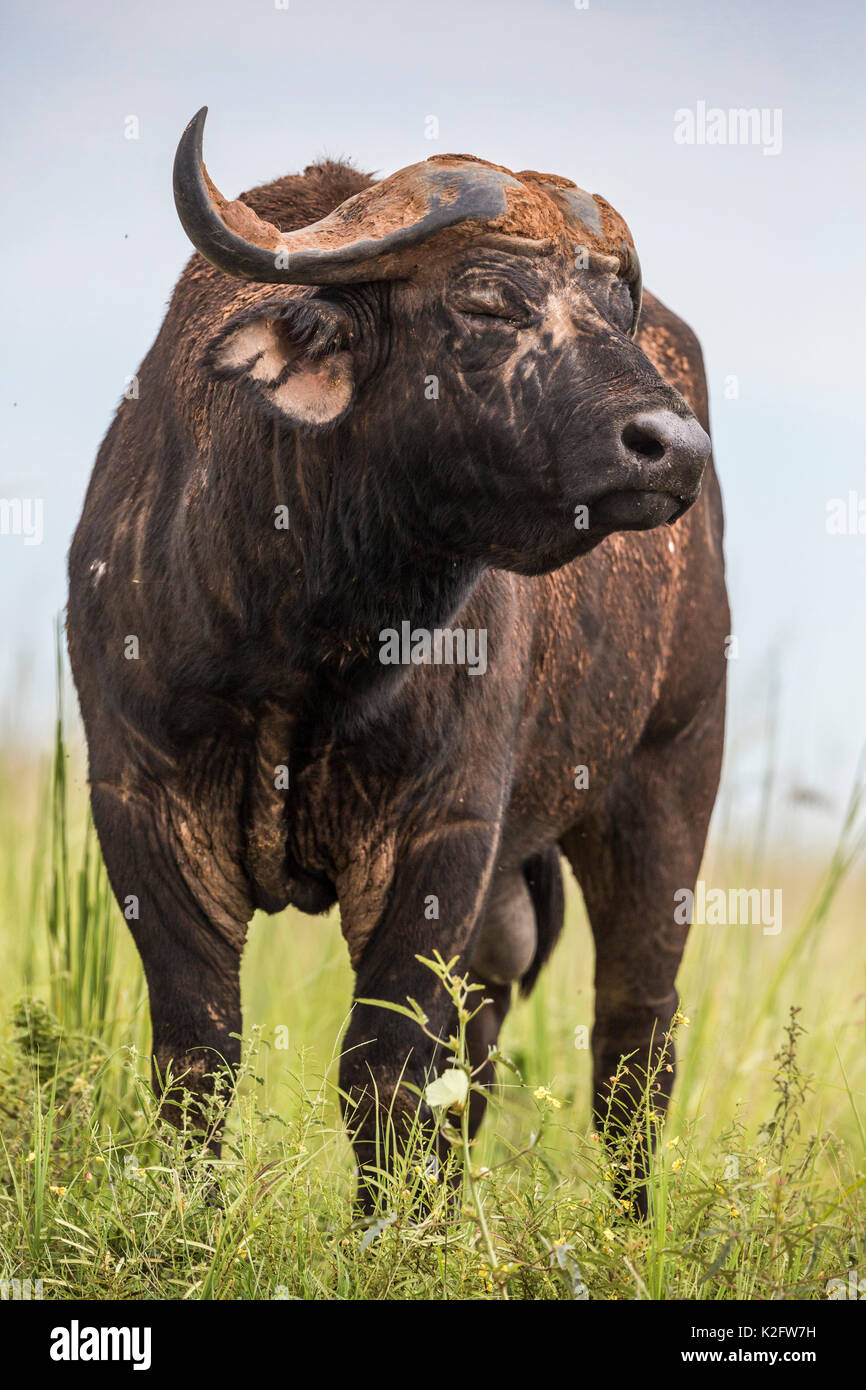 African buffalo bull portrait taken in murchisons falls national park ...