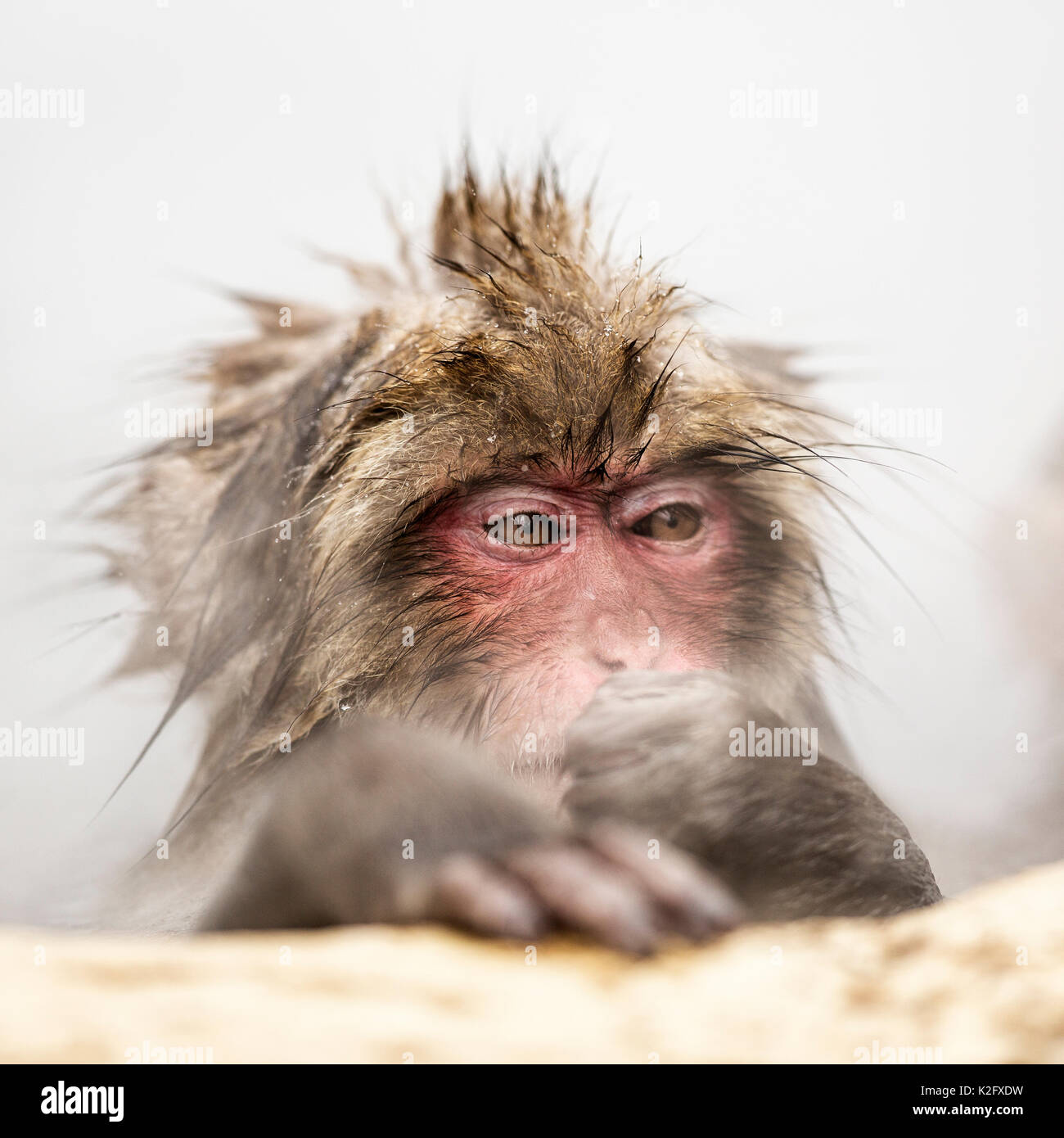 Snow monkeys of Jogokudani valley, Nakano, Nagano prefecture, Japan ...