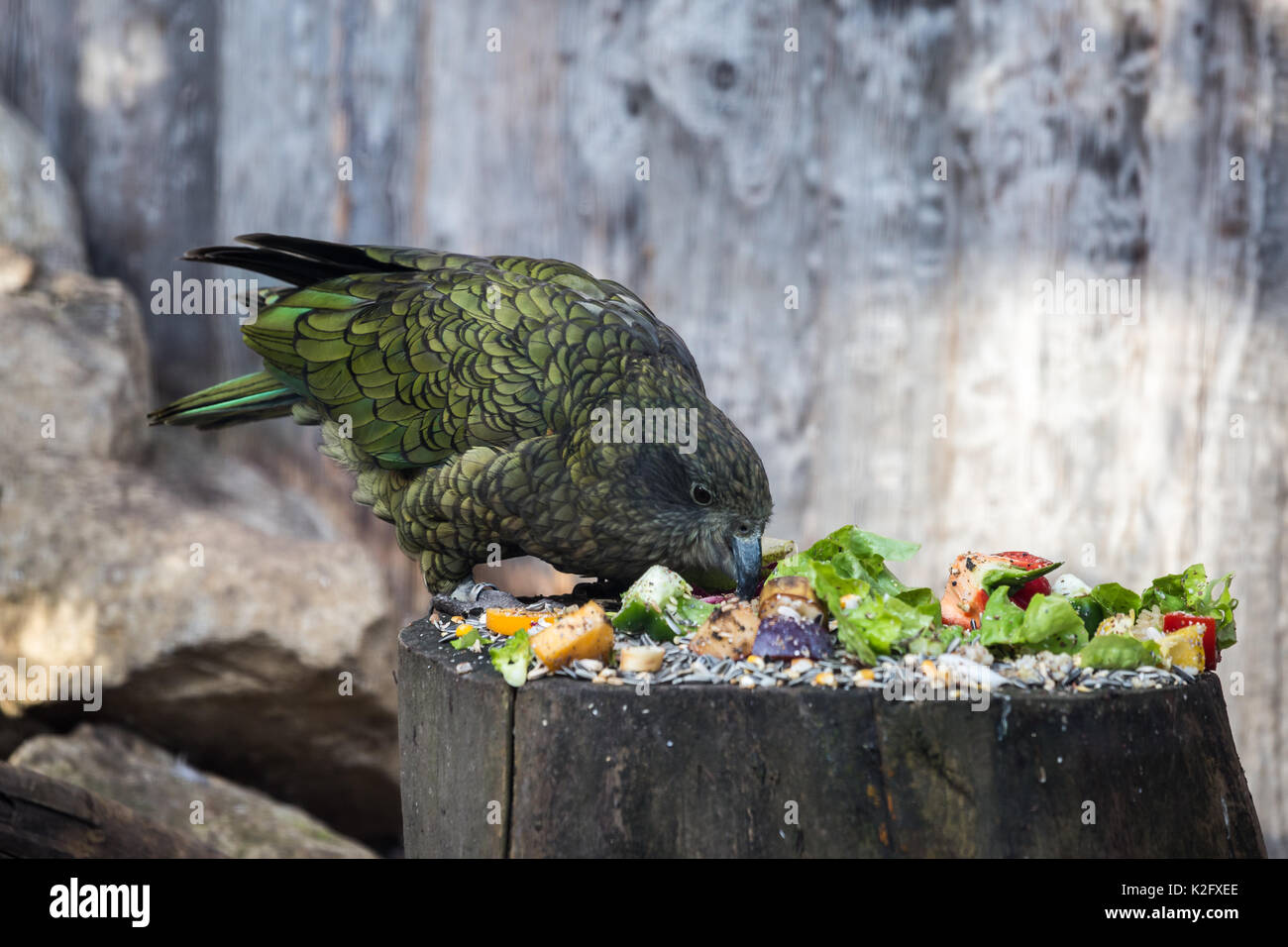 Kea bird hi-res stock photography and images - Alamy