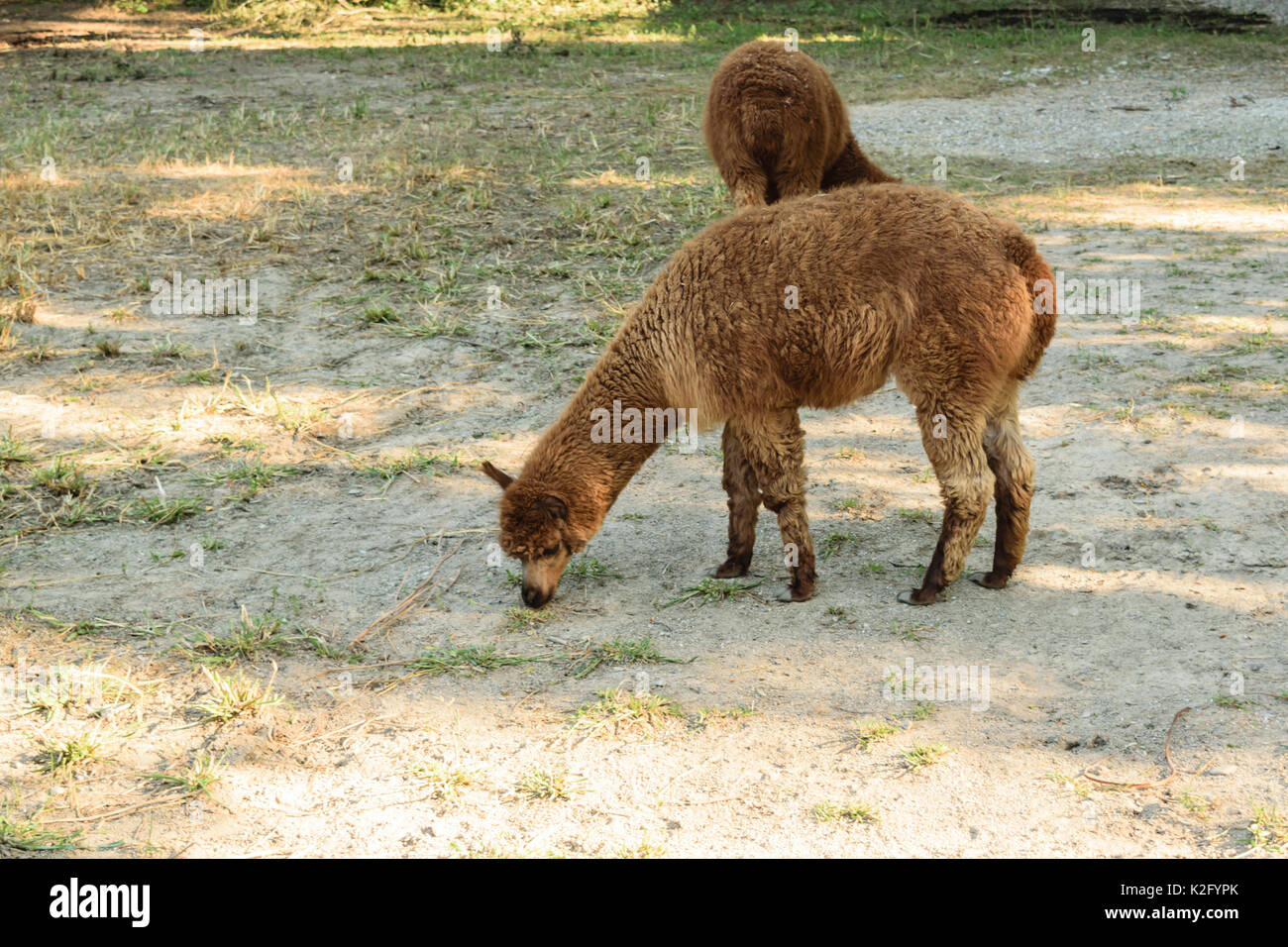 Alpaca family hi-res stock photography and images - Alamy