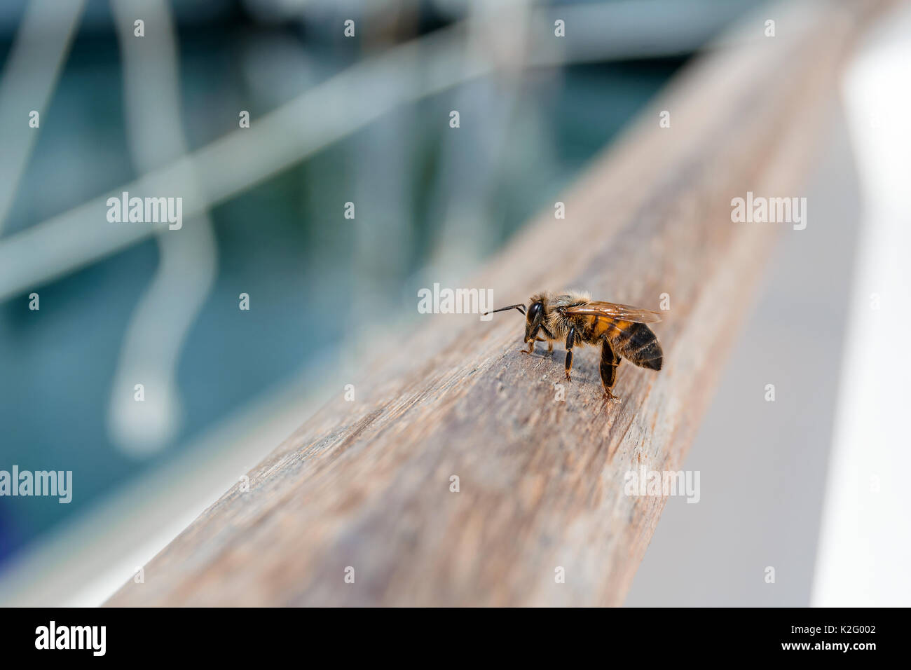 bee leaning on the wooden of the boat Stock Photo - Alamy