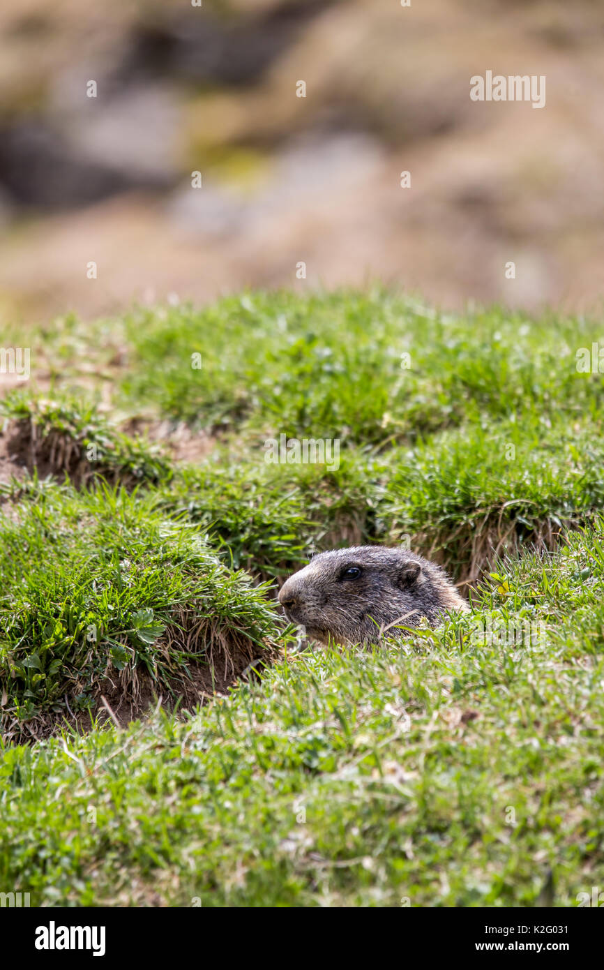 Marmot in a Hole Looking Checking the Area, European Alps, Italy Stock ...