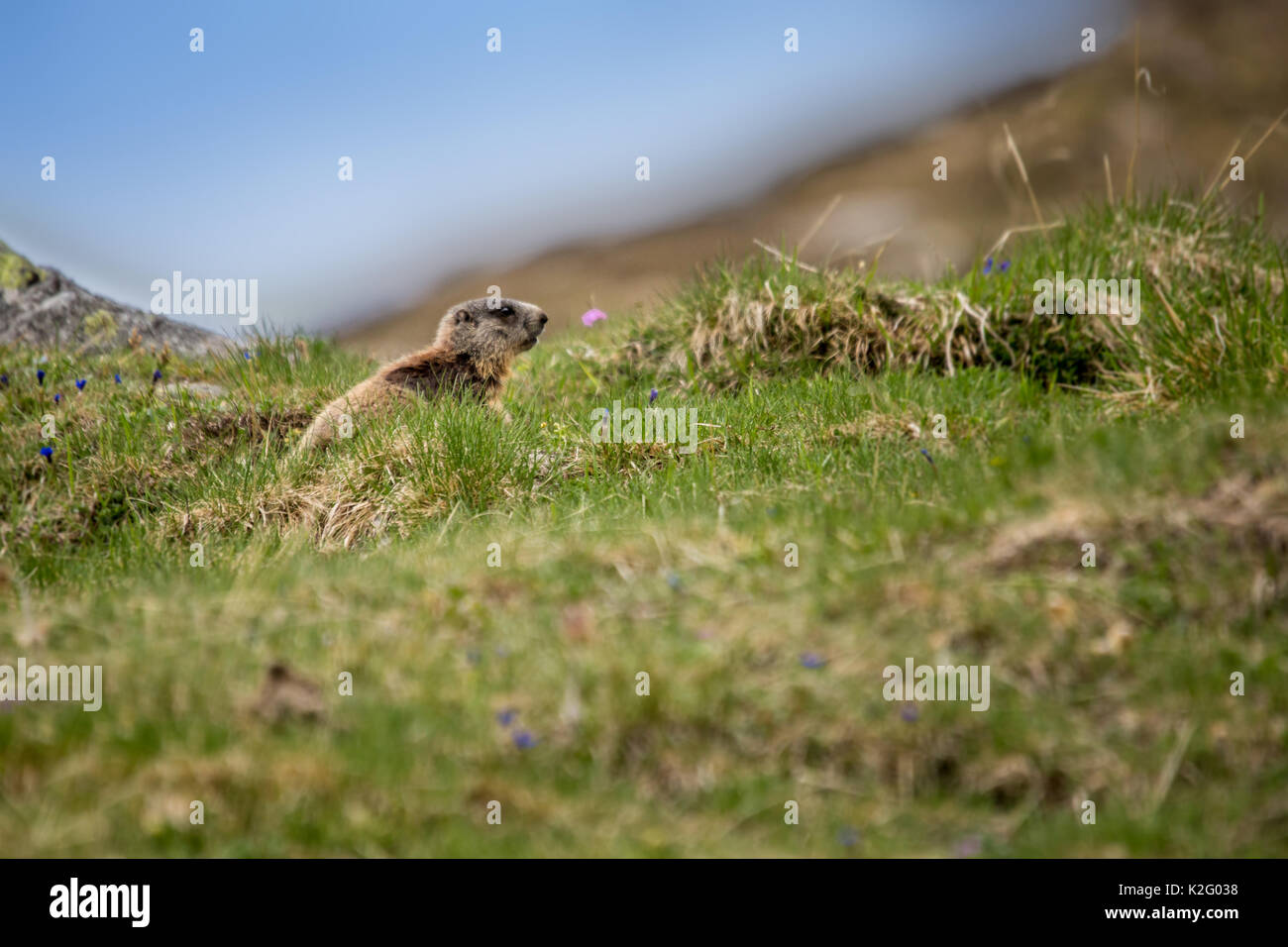Alps marmot flowers hi-res stock photography and images - Alamy