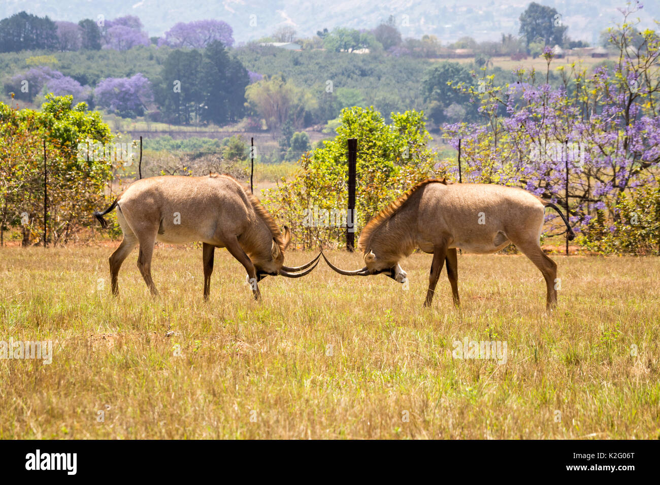 Two Roan Antelopes Fighting with each other, Swaziland, Africa Stock ...