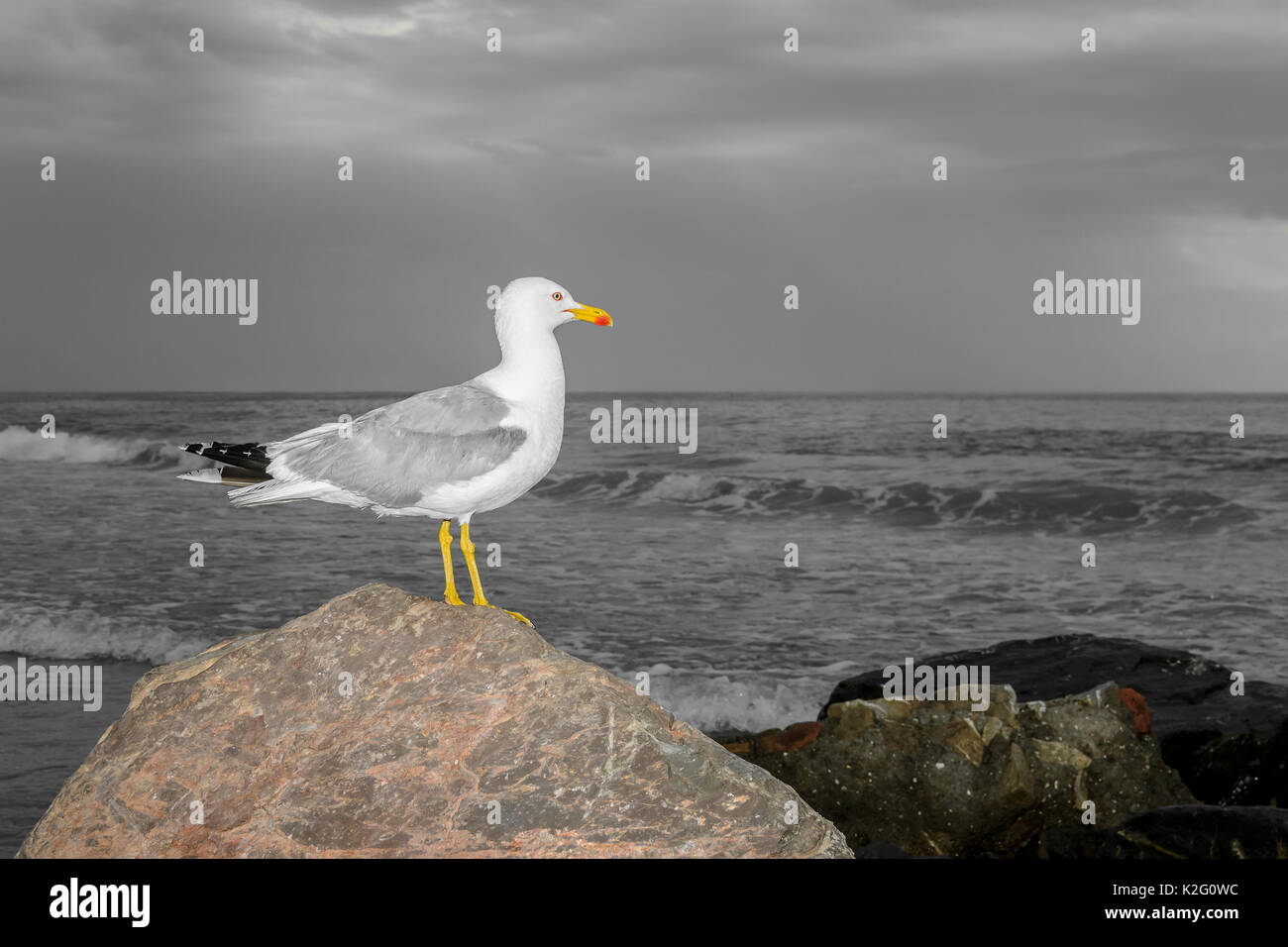 Segull hi-res stock photography and images - Alamy