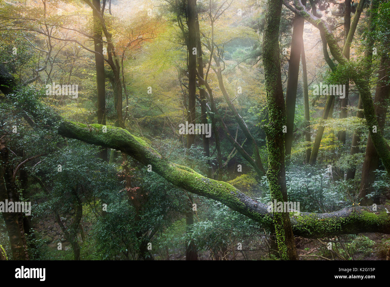Minoo hi-res stock photography and images - Alamy