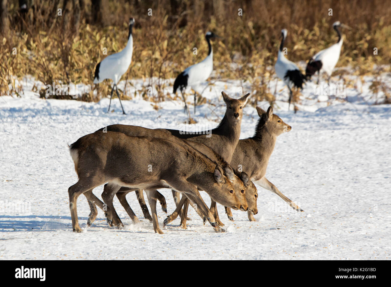 Sika deer in Tsurui fields, Hokkaido, , Japan Stock Photo - Alamy