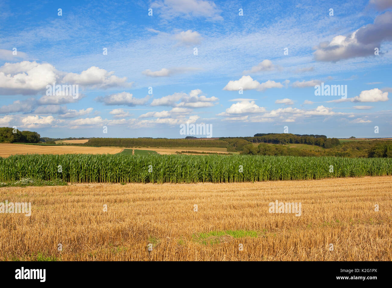 Cover crop maize hi-res stock photography and images - Alamy