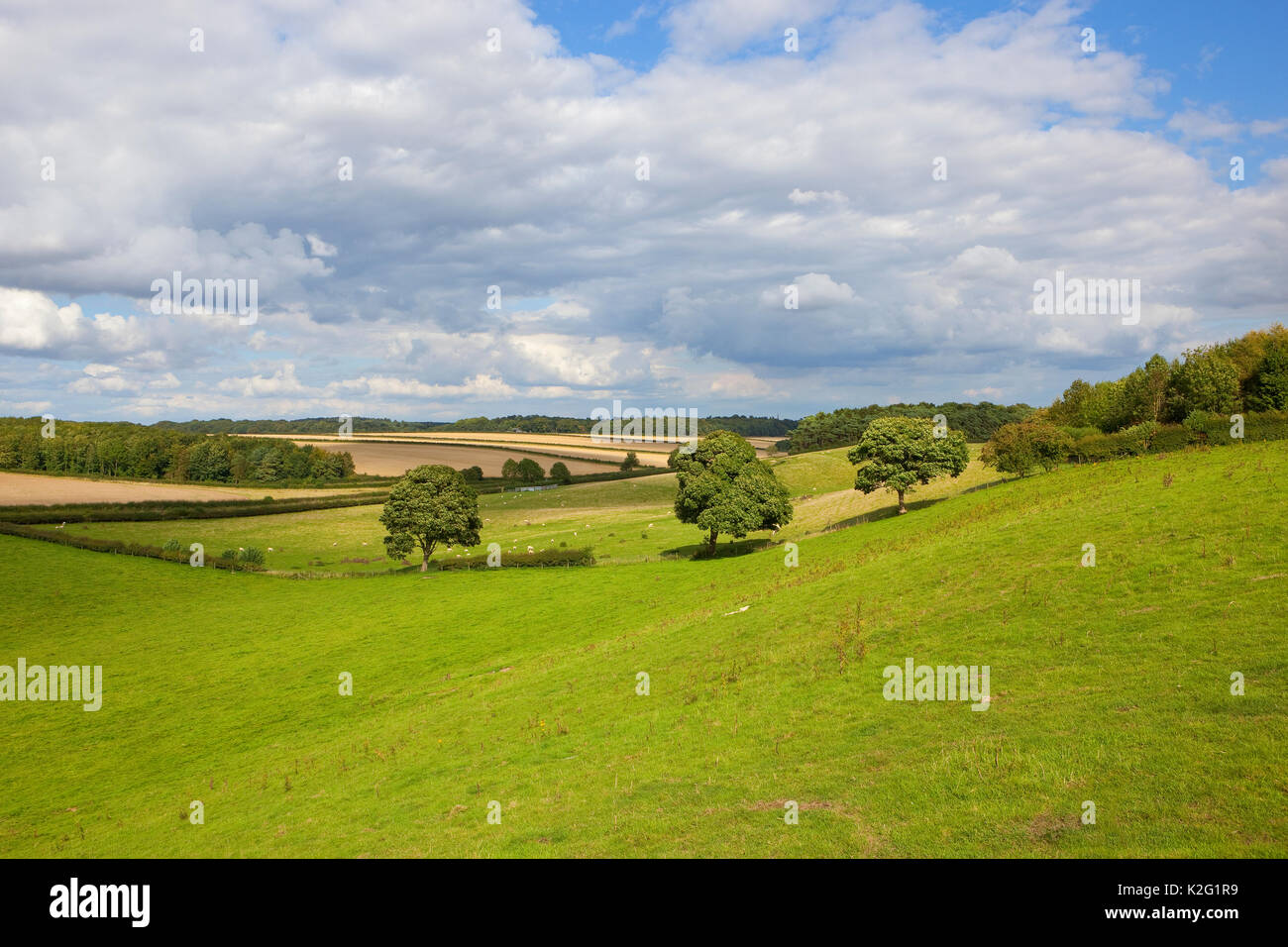 a traditional english country landscape with meadows woodland and ...