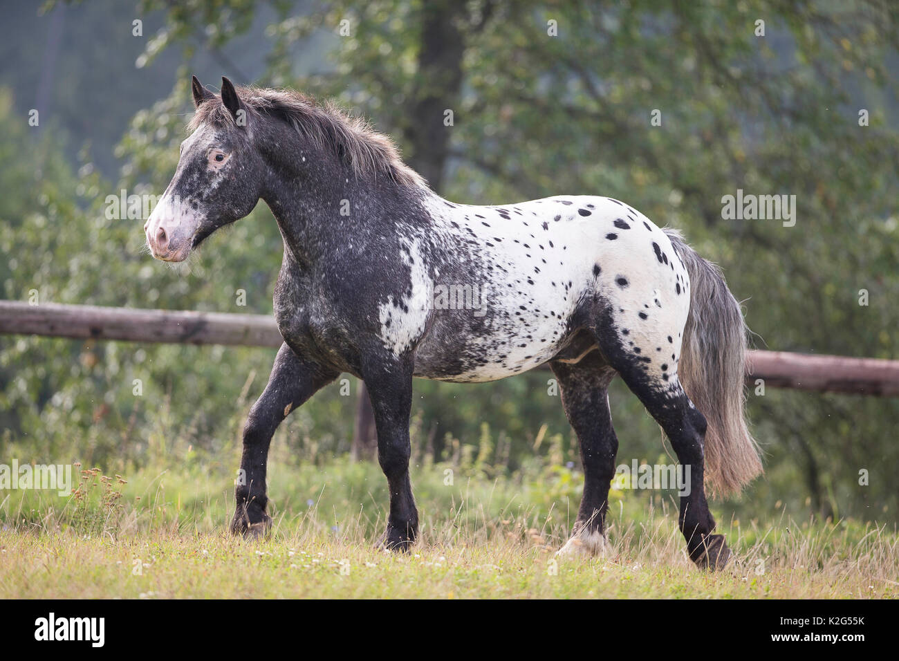 Noriker Horse. Leopard-spotted gelding walking on a pasture. Austria ...