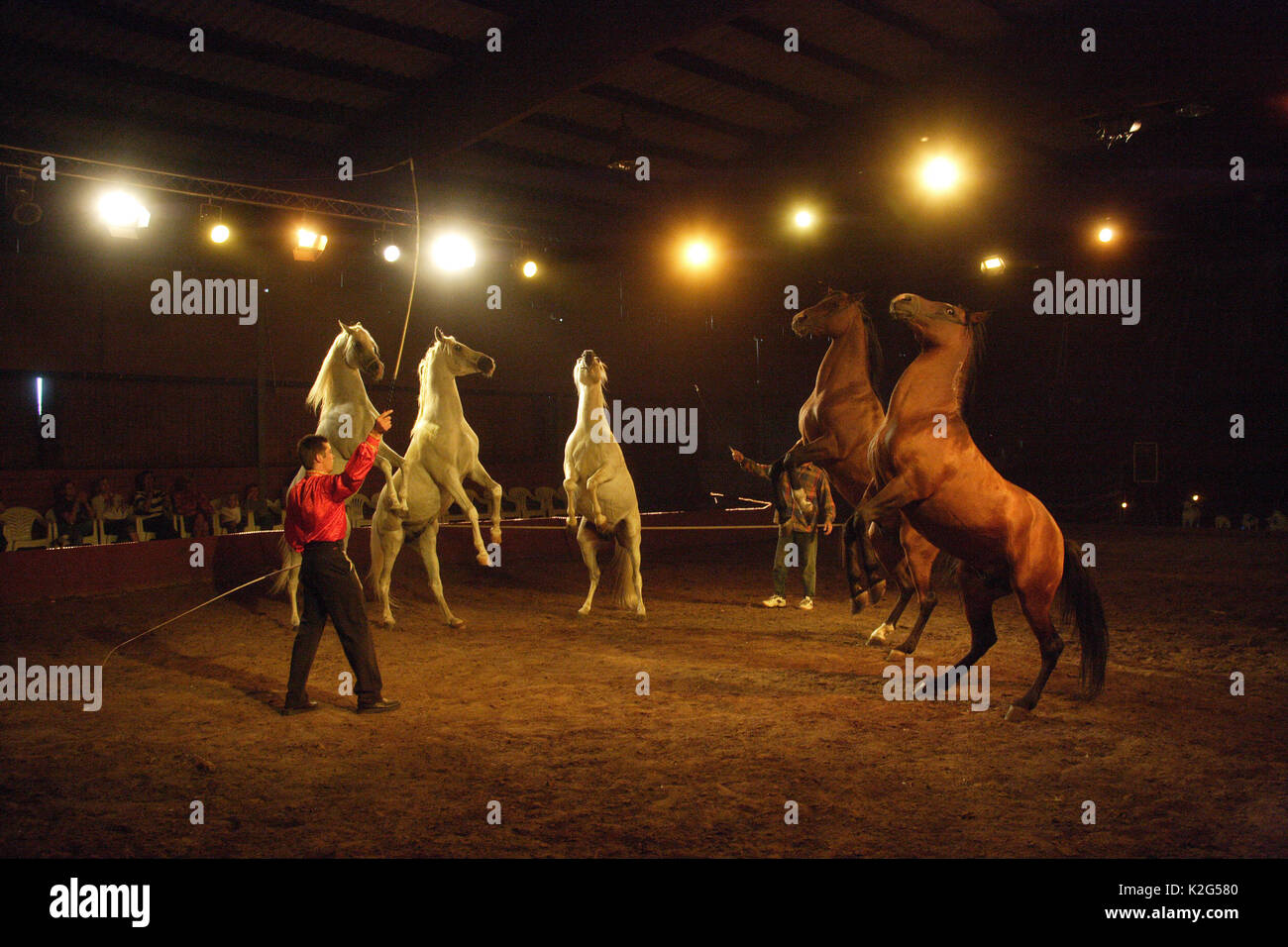 Rearing arabian horse hi-res stock photography and images - Alamy