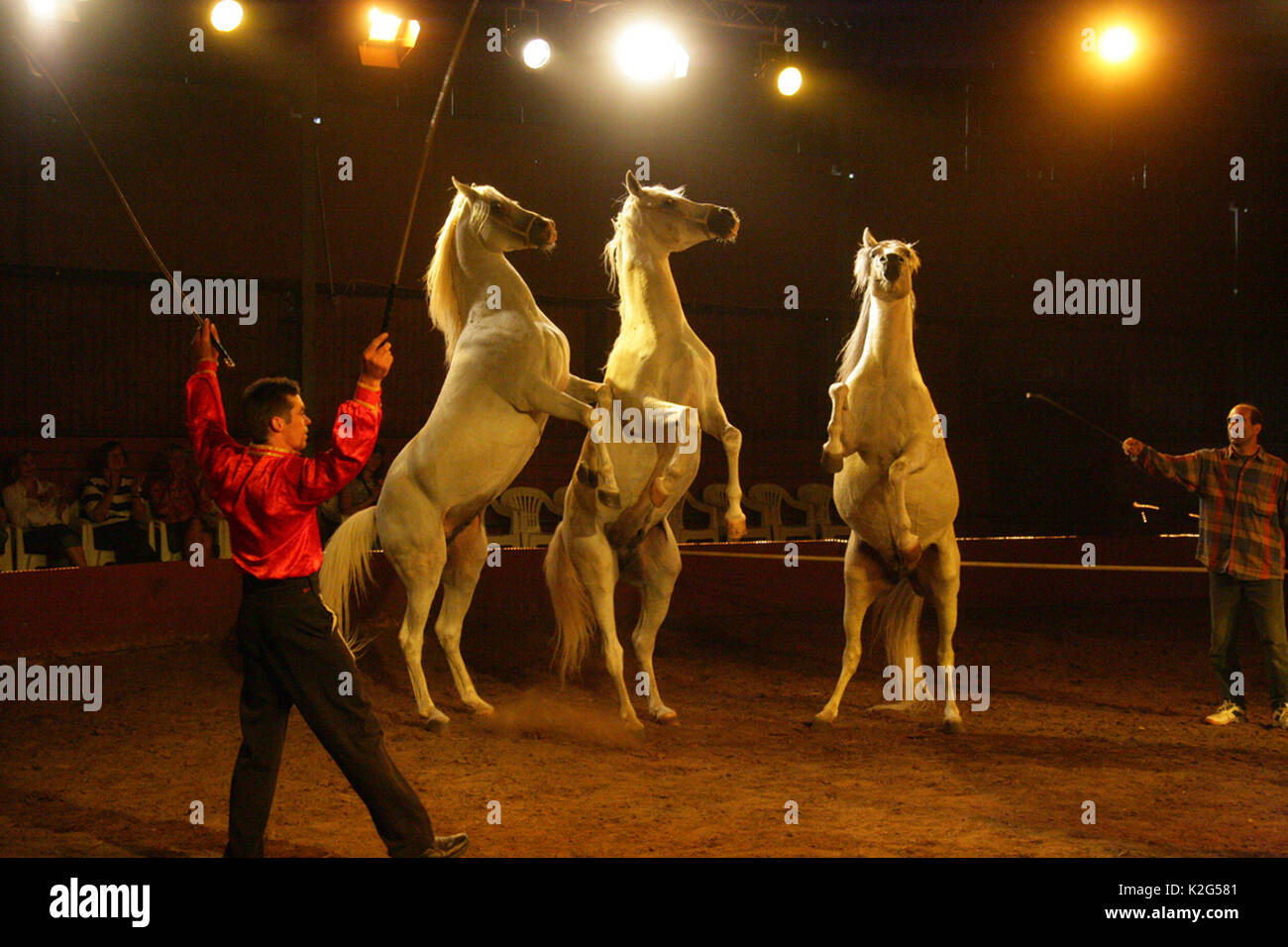 Arabian Horse. Group rearing in a circus, liberty dressage. Germany ...